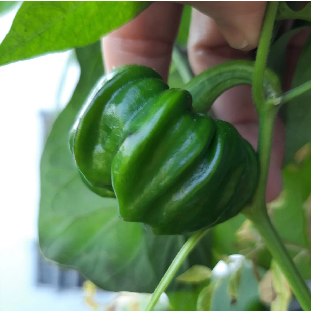 Certified Heirloom Organic Seeds - Dara Capsicum | Thailand