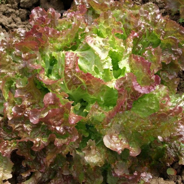 Certified Organic Heirloom Seeds - Red Batavia Lettuce | Thailand