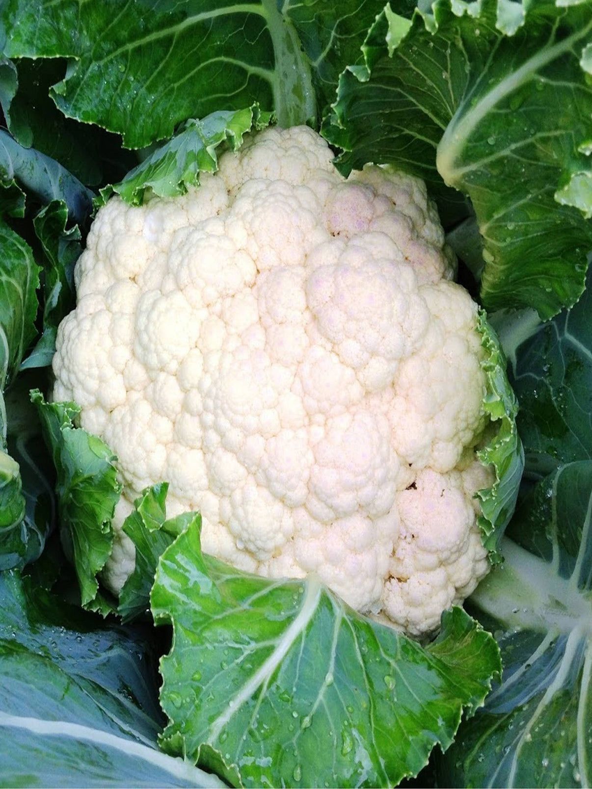 Certified Organic Heirloom Cauliflower Seeds - Tezpur Variety | Thailand