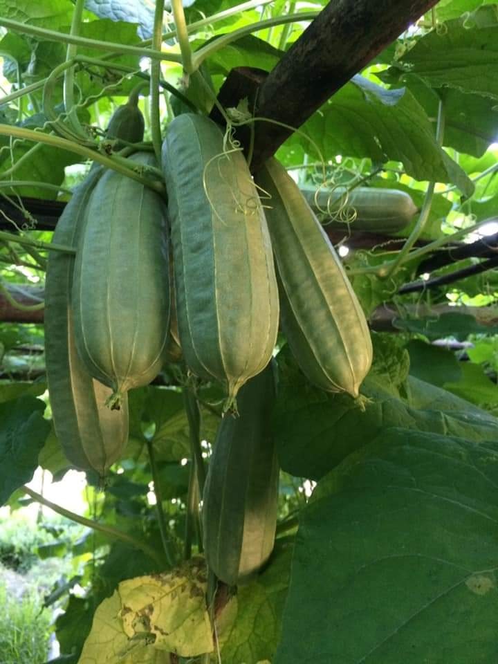 Certified Organic Heirloom Ridge Gourd Seeds - Angel Gourd | Thailand