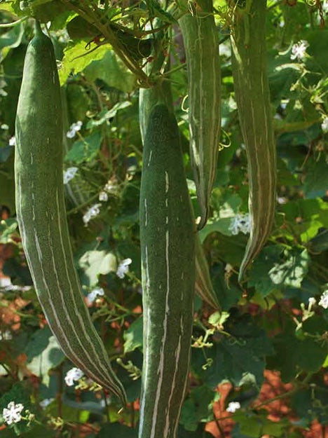 Thai Snake Gourd Snake Gourd Seeds #SN1717 Thai Long F1